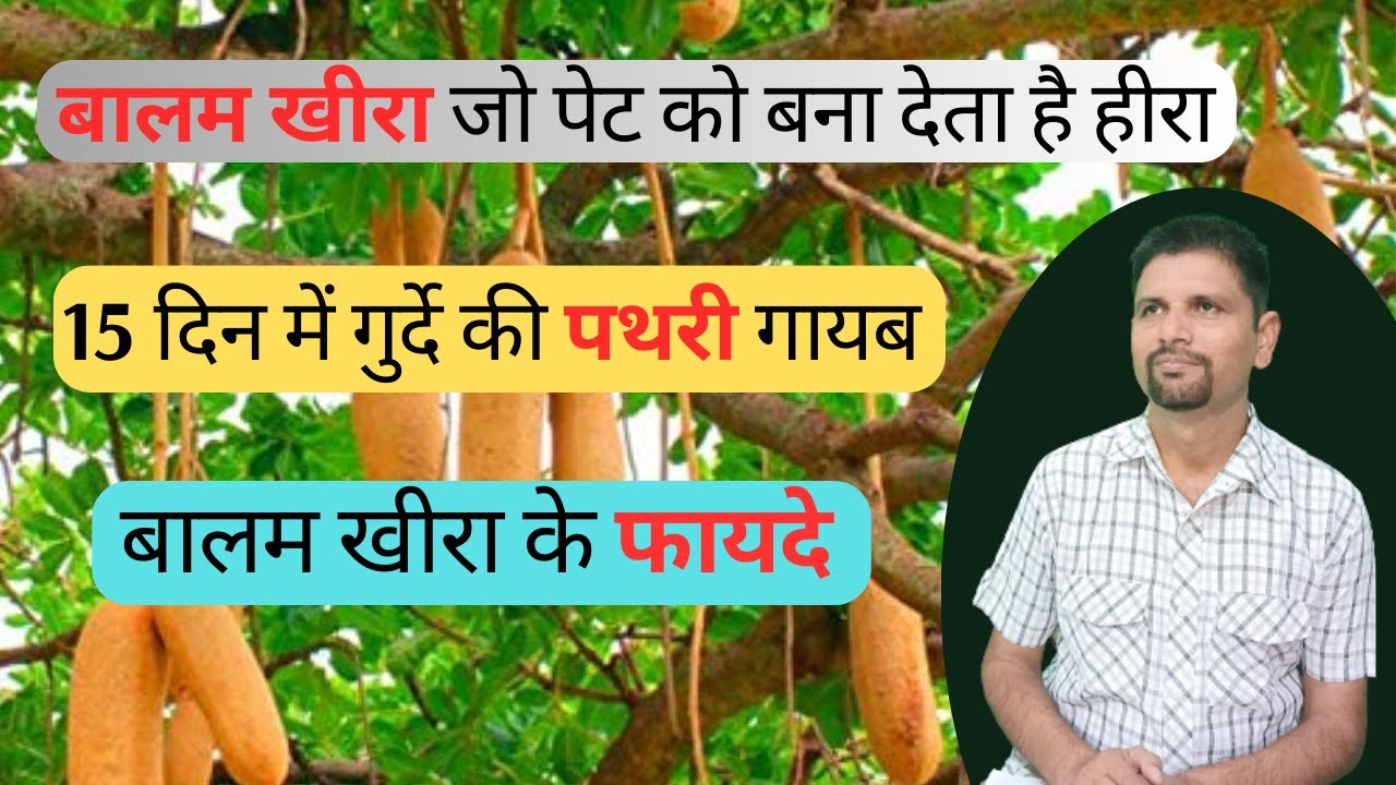 Balam Kheera - The Great Ayurvedic Medicine | 3 Benefits | Balam Kheera ...