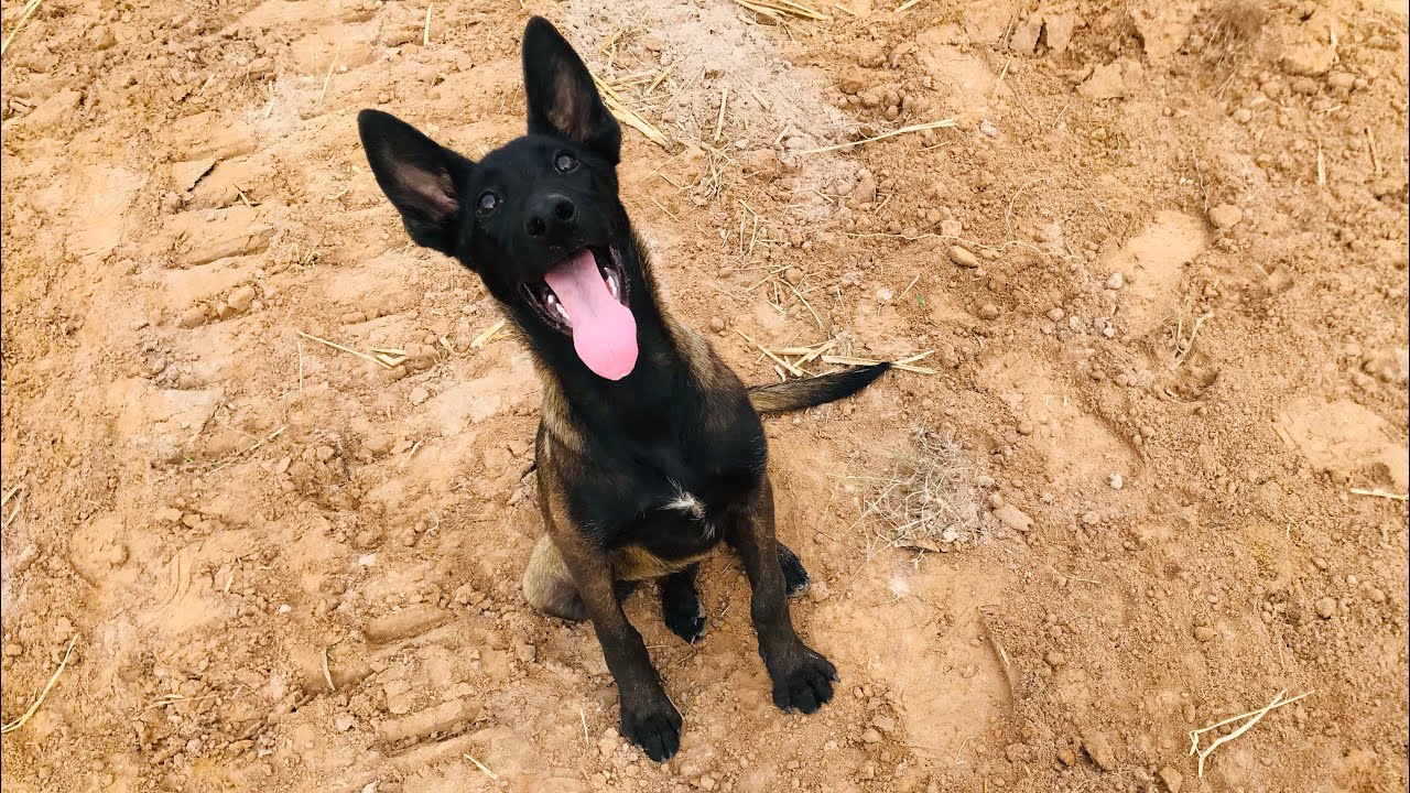 Malinois Training Sit Down - YouTube