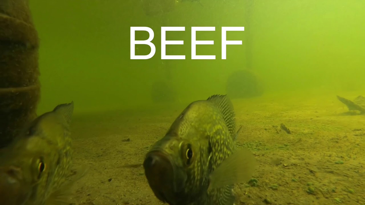 beef crappie - YouTube