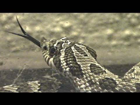 WILLY THE WESTERN HOGNOSE SNAKE UPDATE - YouTube