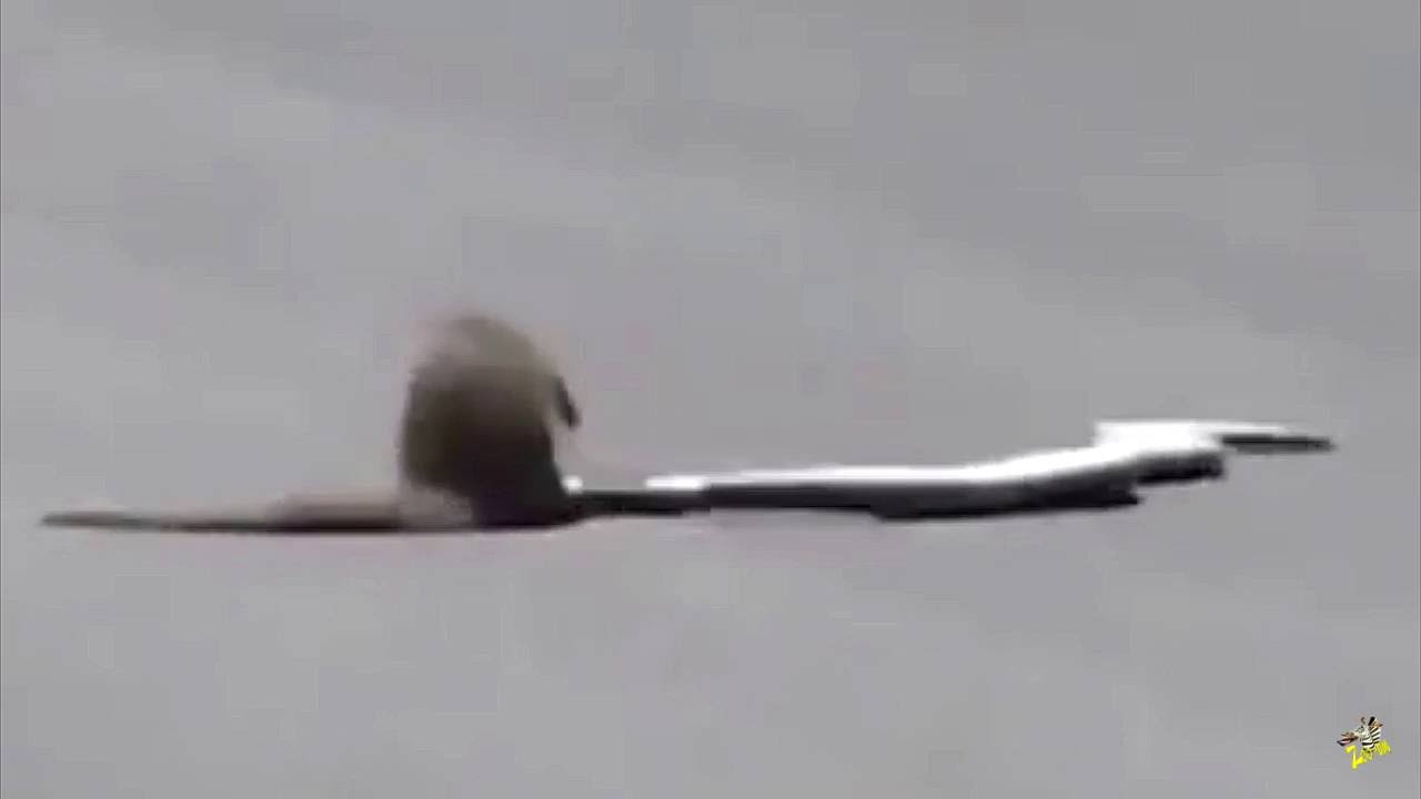 mongoose attacks cobra - YouTube