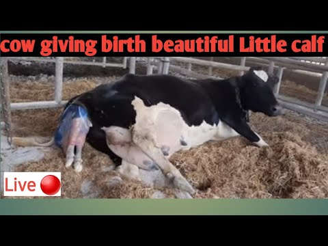 Cow giving birth beautiful Little calf || Hf Cow || Beautiful Cow ...