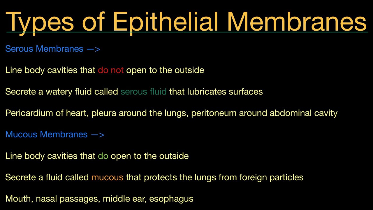 Types of Epithelial Membranes | Anatomy - YouTube