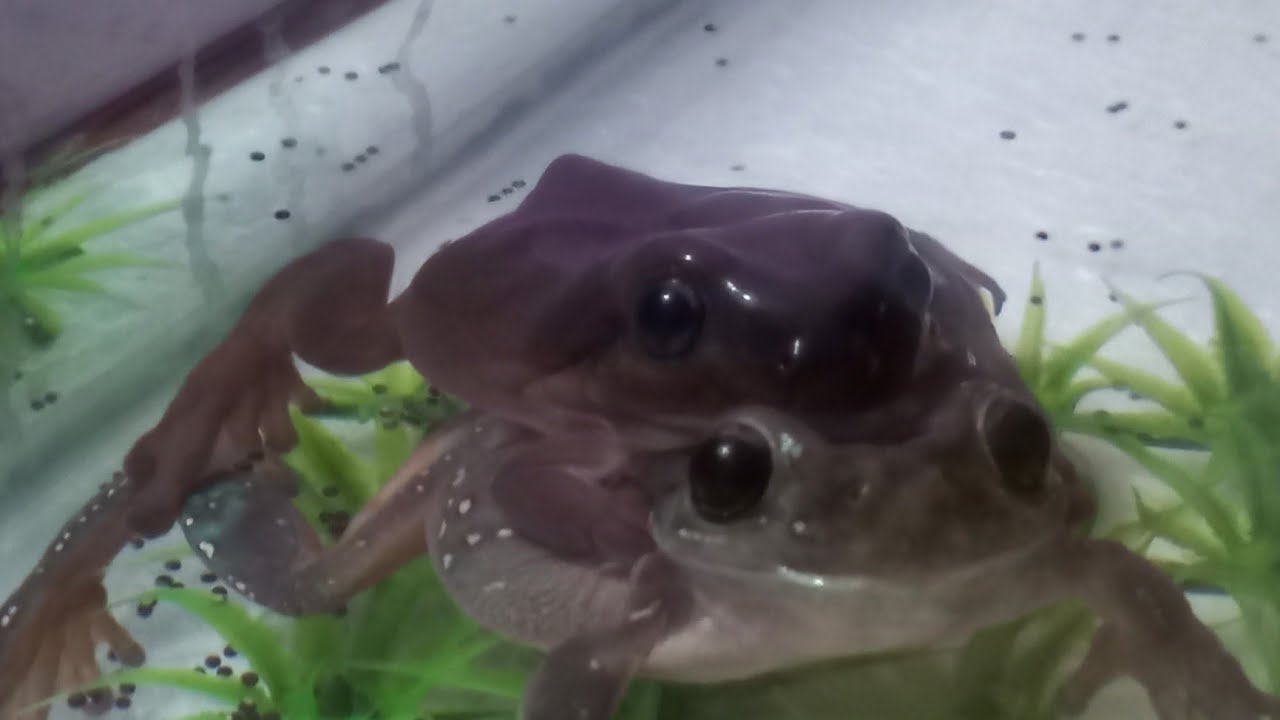 Australian Whites Tree Frogs spawn - YouTube