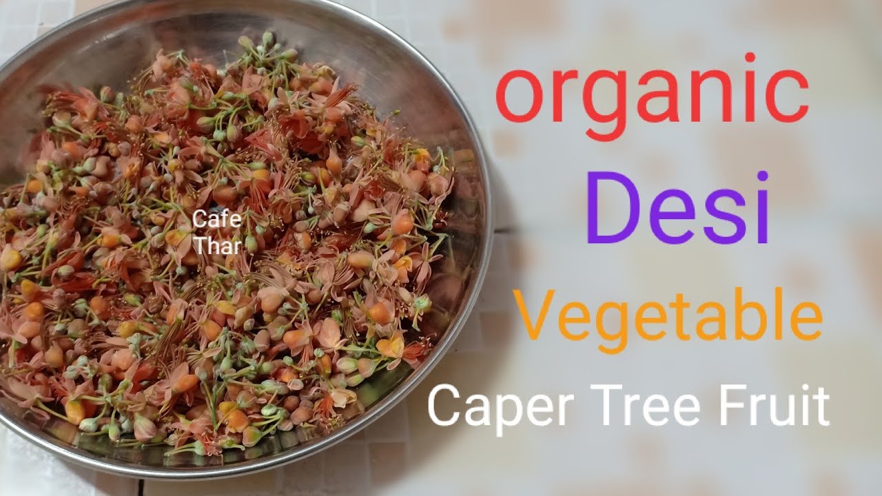 Vegetable of CAPER BERRY FRUIT|| Caper Berry ||Caper Berry Fruit ...