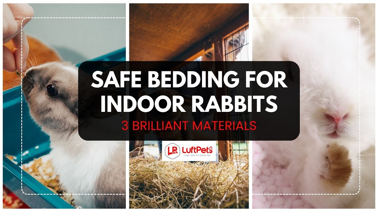 A Guide to Safe Bedding for Indoor Rabbits - YouTube