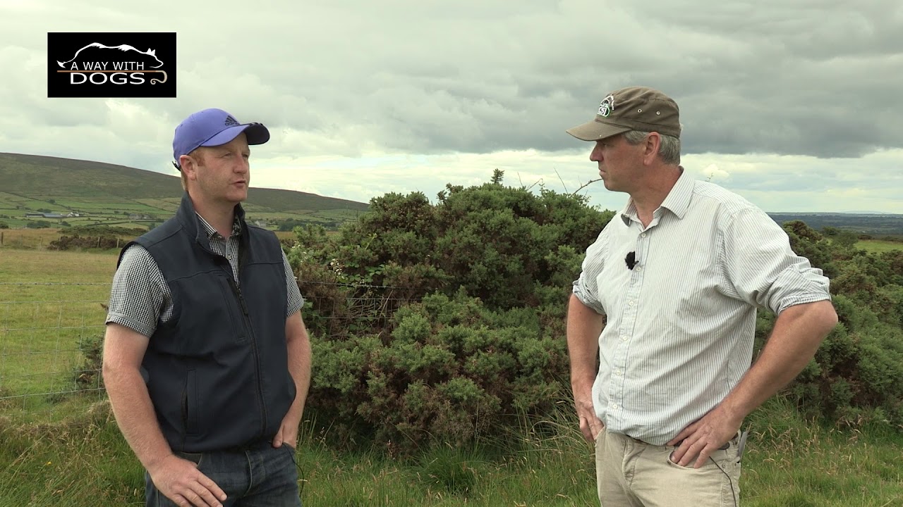 2. Sheepdog Trial, Int'l Supreme Ch. Michael Gallagher & Paddy Fanning ...
