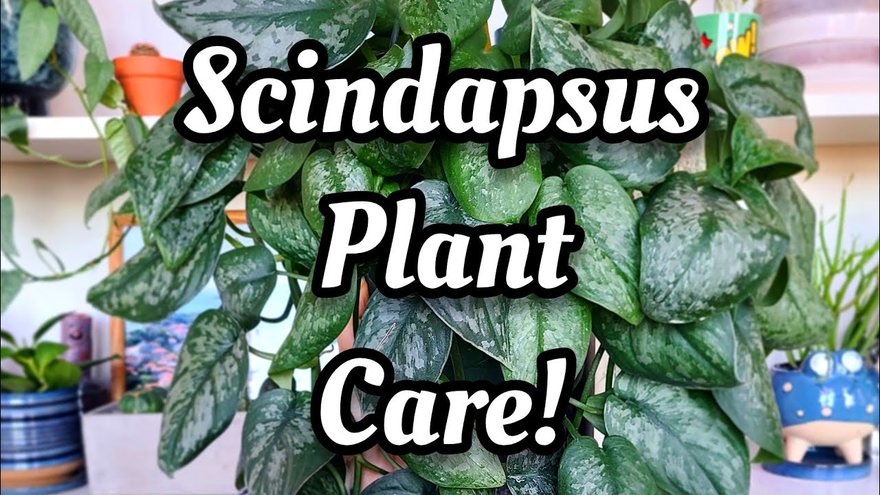 Scindapsus Plant Care Tips! how to care for & propagate in perlite ...