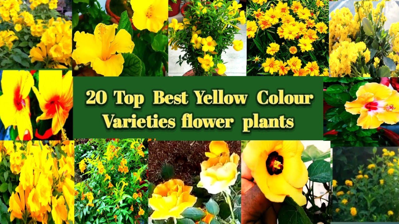 20 Yellow Colour Flowering Plants ll Yellow Varieties Permanent flower ...