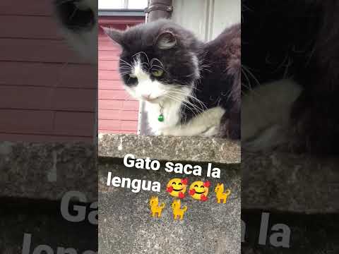 Gato chistoso saca la lengua cuando es grabado 🥰🥰🐈🐈 - YouTube