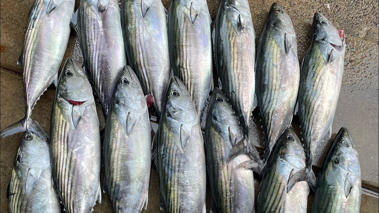 New Jersey queen mary party boat bonito, albacore & bluefish trip 2 ...