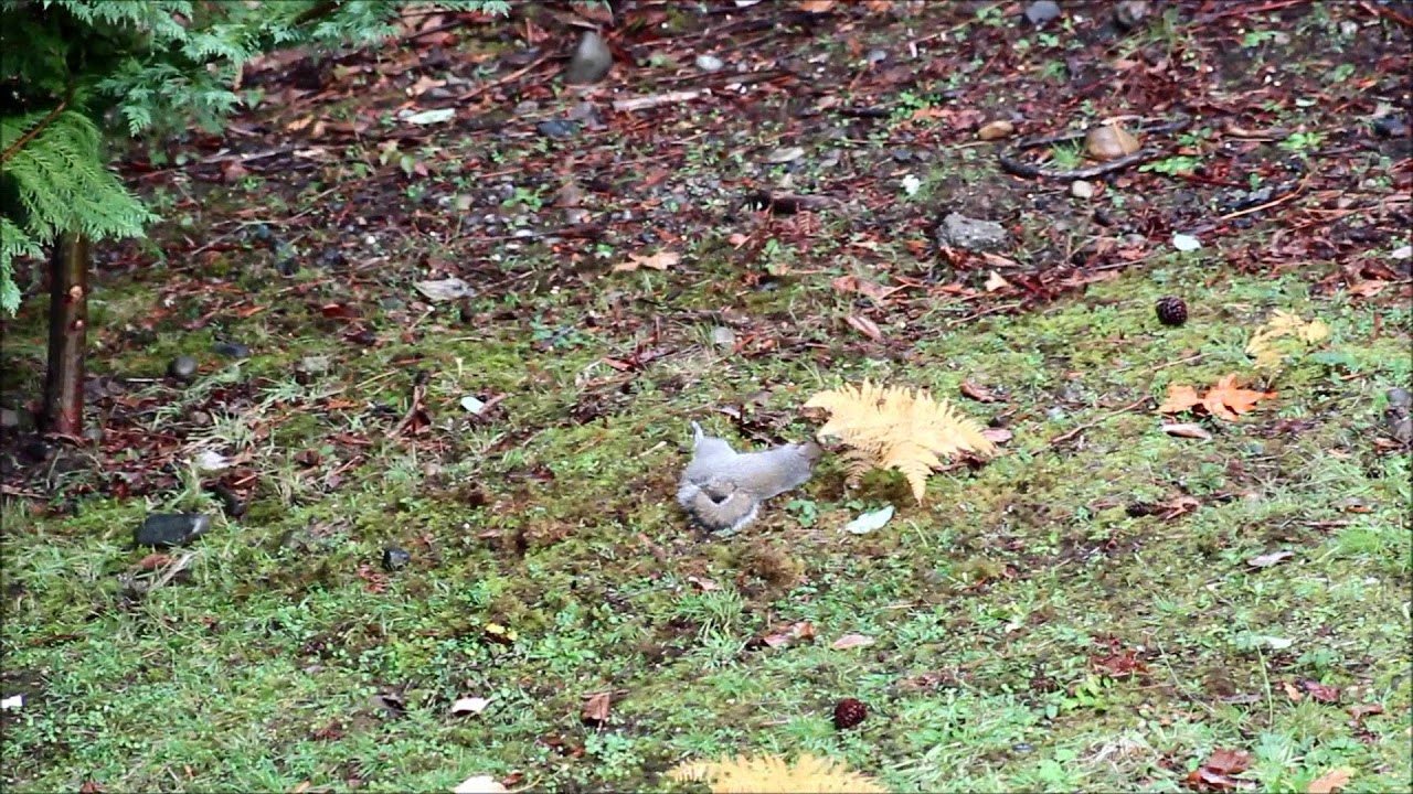 Drunk Squirrel - YouTube