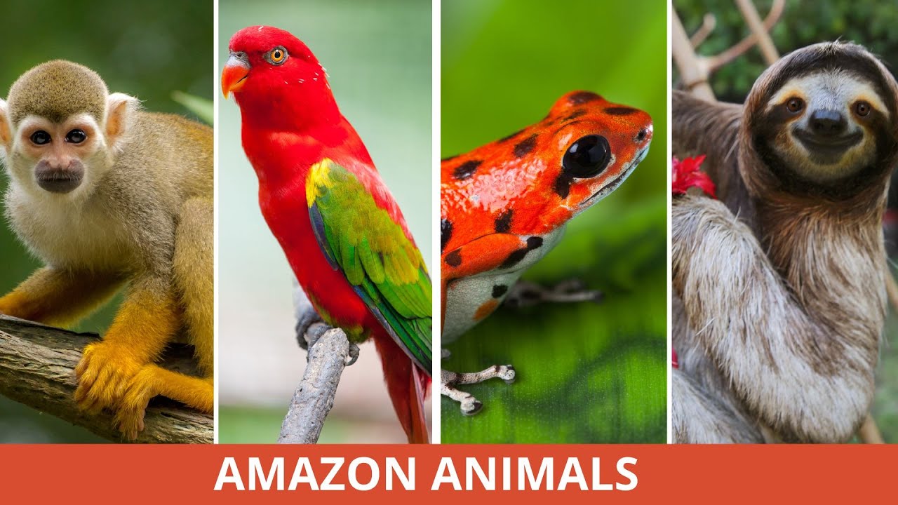 Amazing Amazon Animals Eps 91 - YouTube