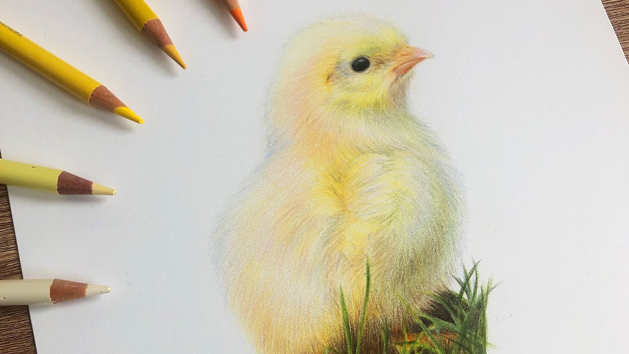 How To Draw a CHICK in COLORED PENCIL - YouTube