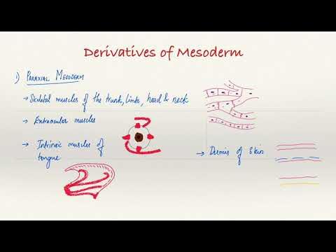 Mesoderm derivatives, Paraxial, Intermediate, Lateral Plate - YouTube