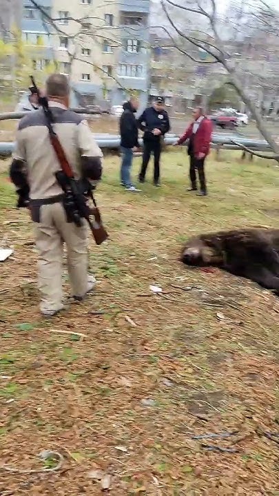 Голодный медведь в городе. Устранен. - YouTube