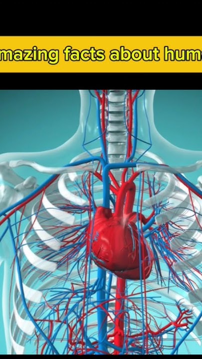 Amazing Facts About Human Heart Facts Viral Youtube