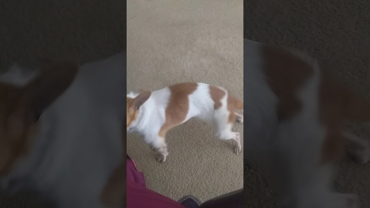 Dog humps my leg*short video* - YouTube