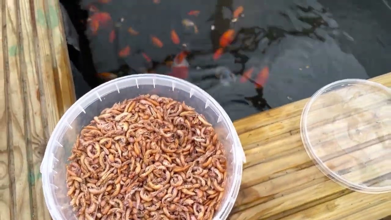 Fancy goldfish pond feeding dried shrimp - YouTube