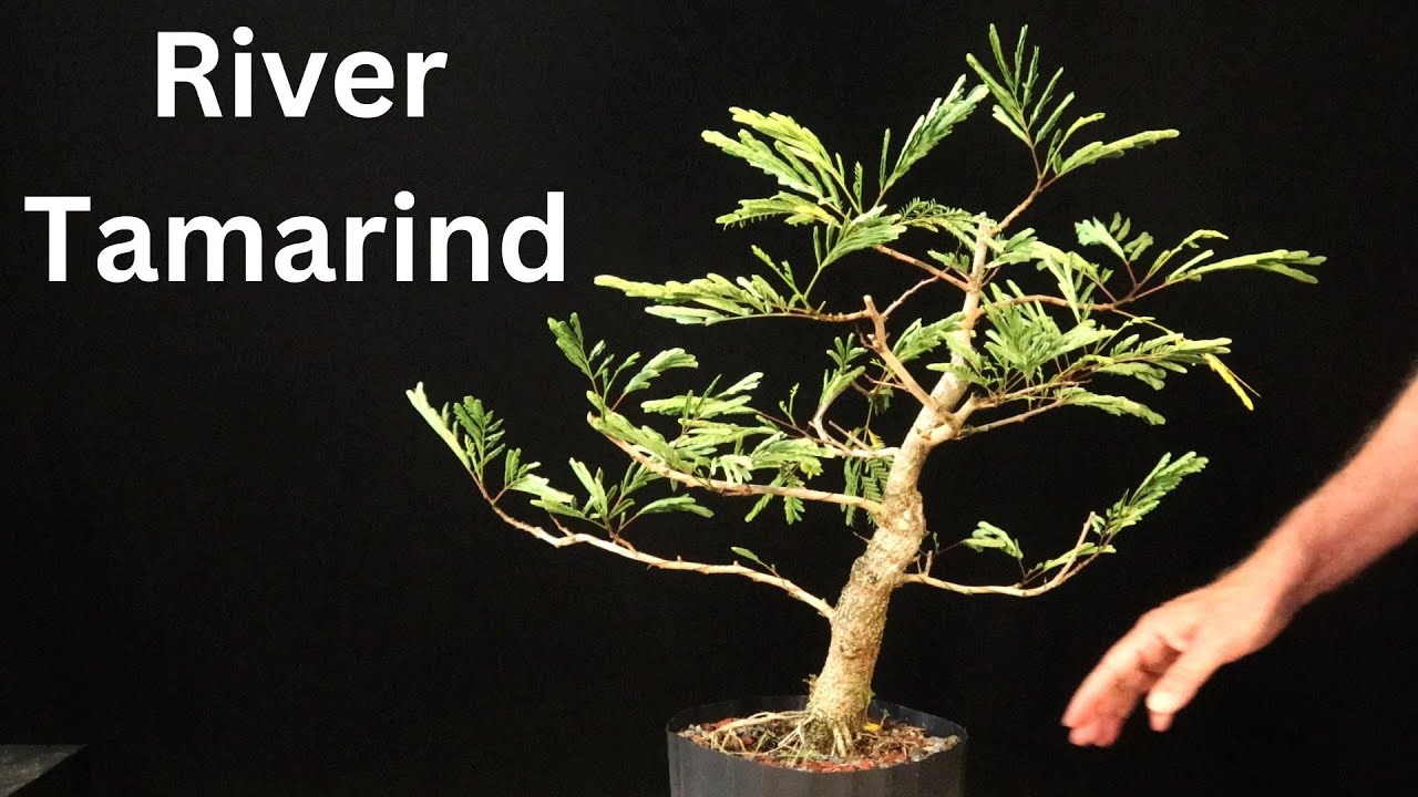 River Tamarind. Two from seed and one collected. False Tamarind ...