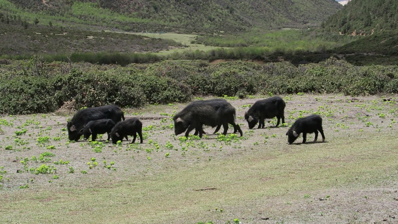 Tibetan pigs foraging near Banyan Tree Ringha, Tibet A R , Yunnan ...