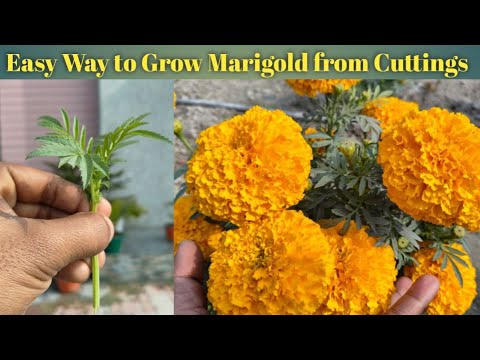 How to grow Marigold at home from cuttings very easily🤩😱 | Easy way to ...