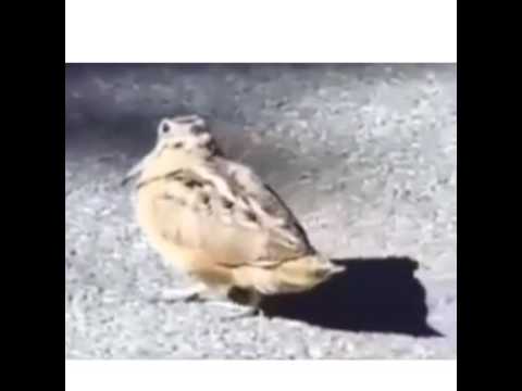 GORANİ OYNAYAN MUŞ LU KUŞ   😊😊😊😊😊😊