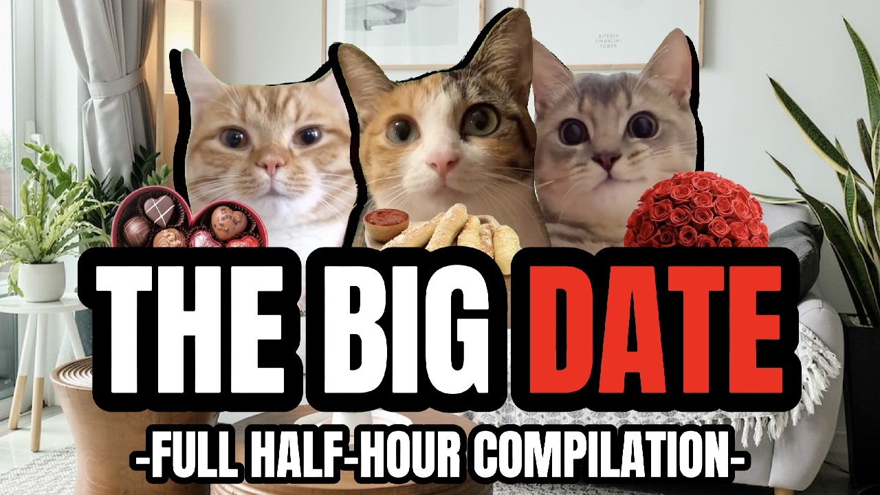 Cat MEMES: THE BIG DATE - FULL HALF-HOUR COMPILATION - YouTube