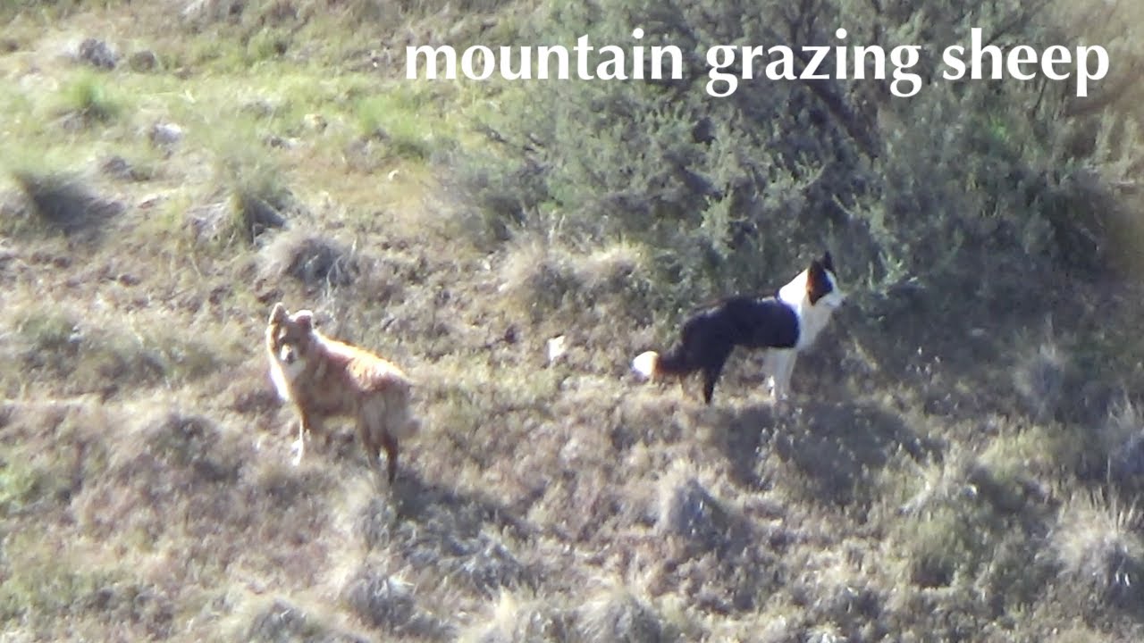 The Basque Sheep herders of Boise Idaho - YouTube