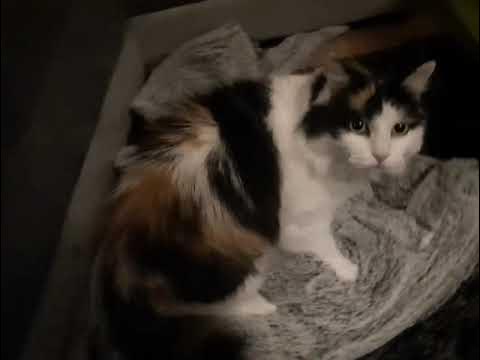 fun joujou - YouTube