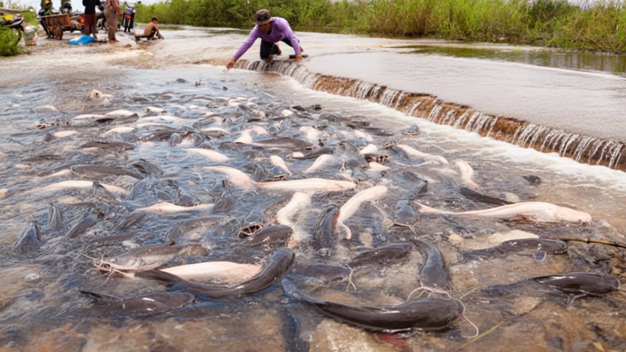 Crazy Fish Harvest in Shallow Water — So Many Fish! Amazing Catching ...
