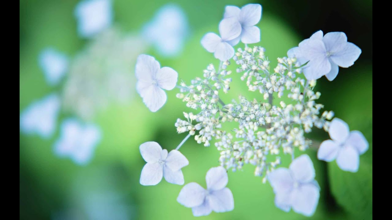 Nights In White Satin YouTube nights-in-white-satin-youtube