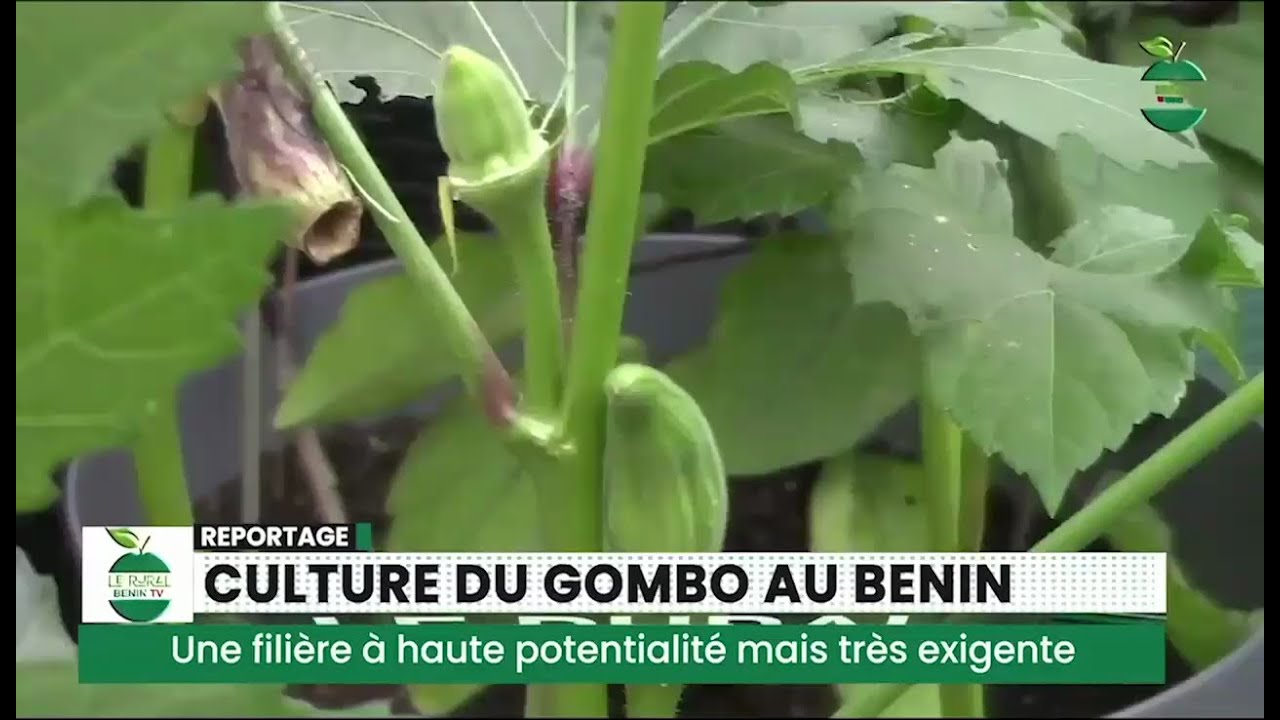 CULTURE DU GOMBO AU BENIN - Une culture très exigeante - YouTube
