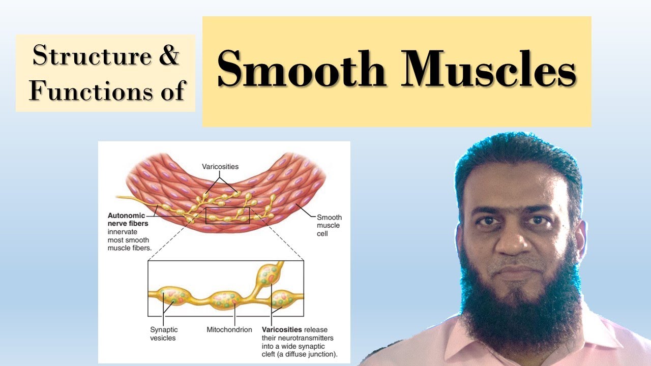 Smooth Muscle | Structure & Function - YouTube
