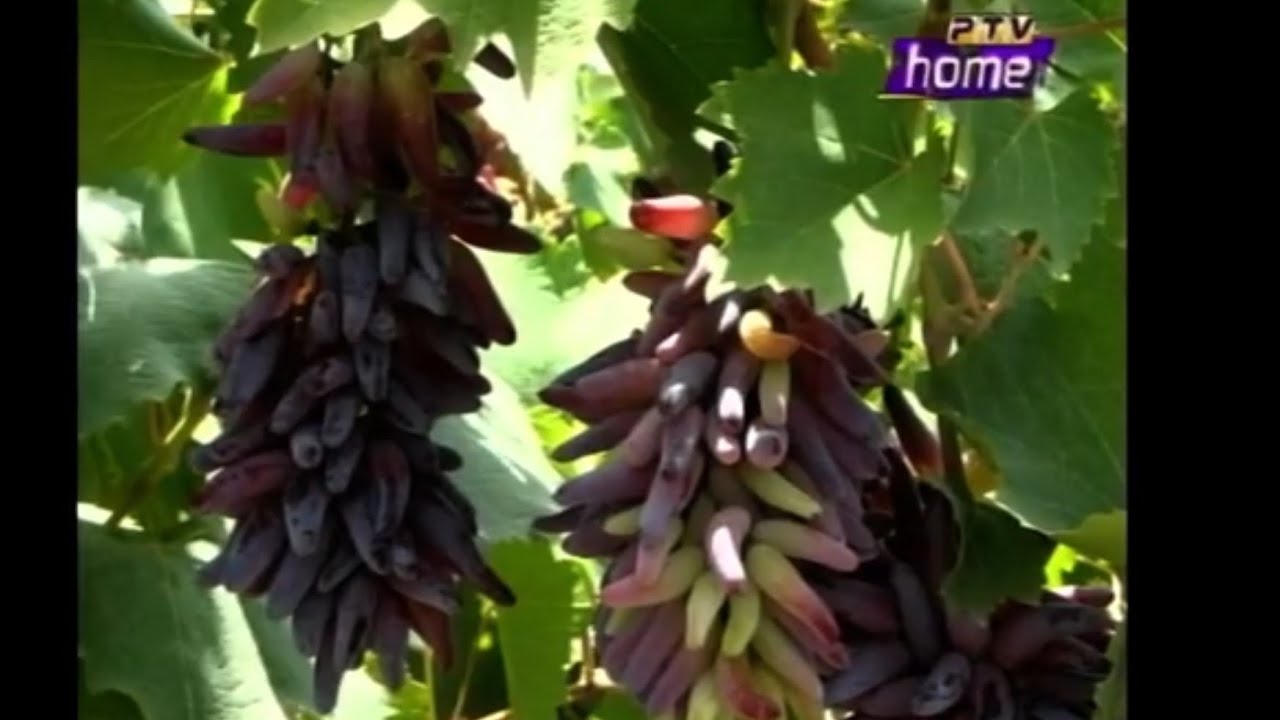 Grapes Price In Pakistan at Jamie Crews blog