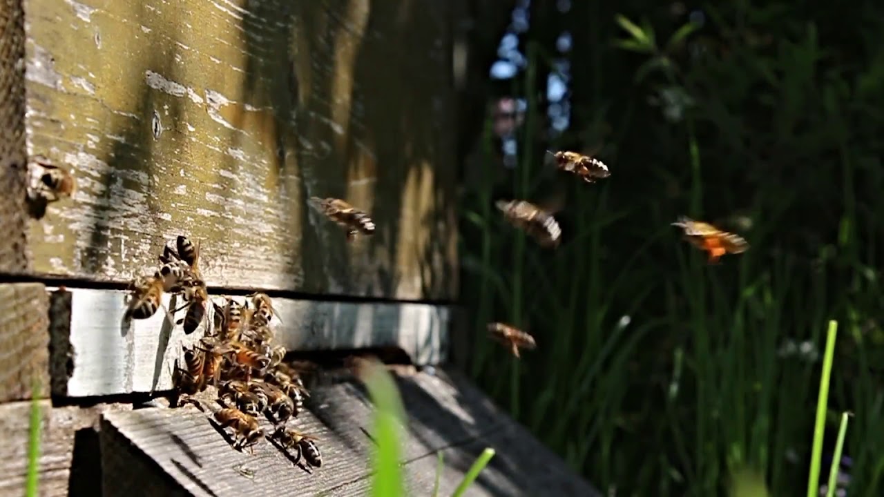 Bee, Free Stock Footage, No Copyright Video, No Copyright Stock Video ...