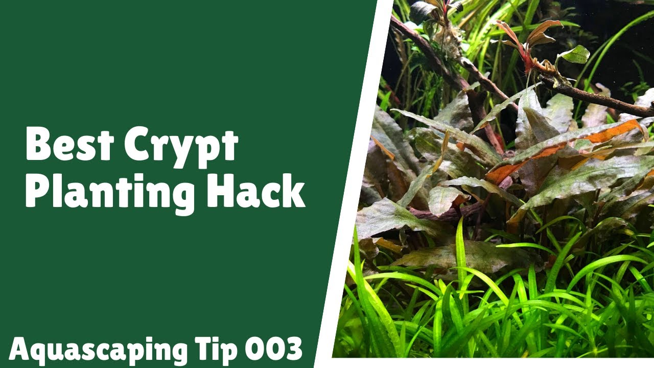 Crypt Planting Hack - NO MORE CRYPT MELT - YouTube