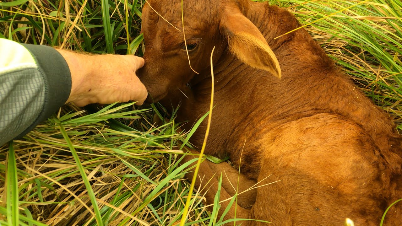 104- Droughtmaster No 16 Baby Bull Calf Up Close 1. 4. 2023 - YouTube