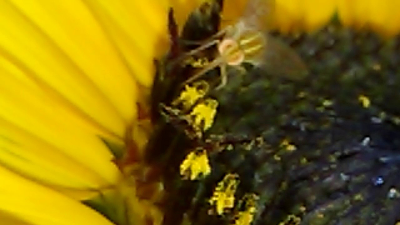 Tabano insecto. Reynosa México. - YouTube