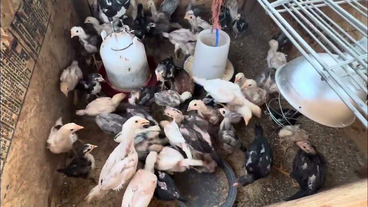 Update me nyuam qaib ej. - YouTube