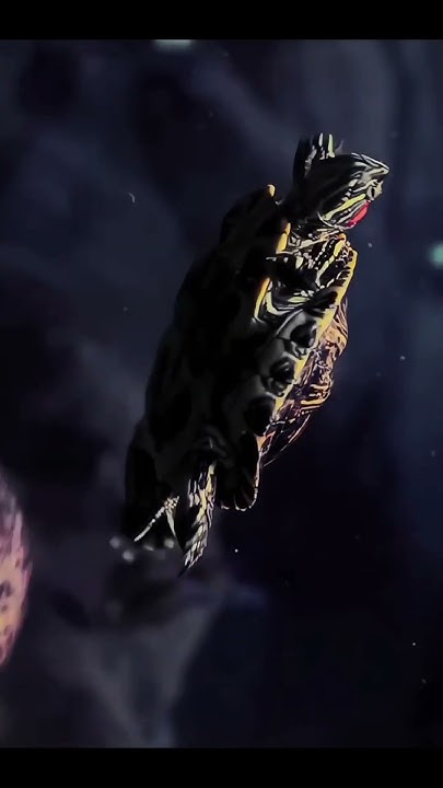 Turtle shell evolution #science #sciencefacts - YouTube