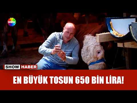 Kurbanlıklar geldi!