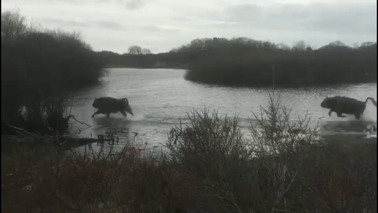 Bison running through the water - YouTube