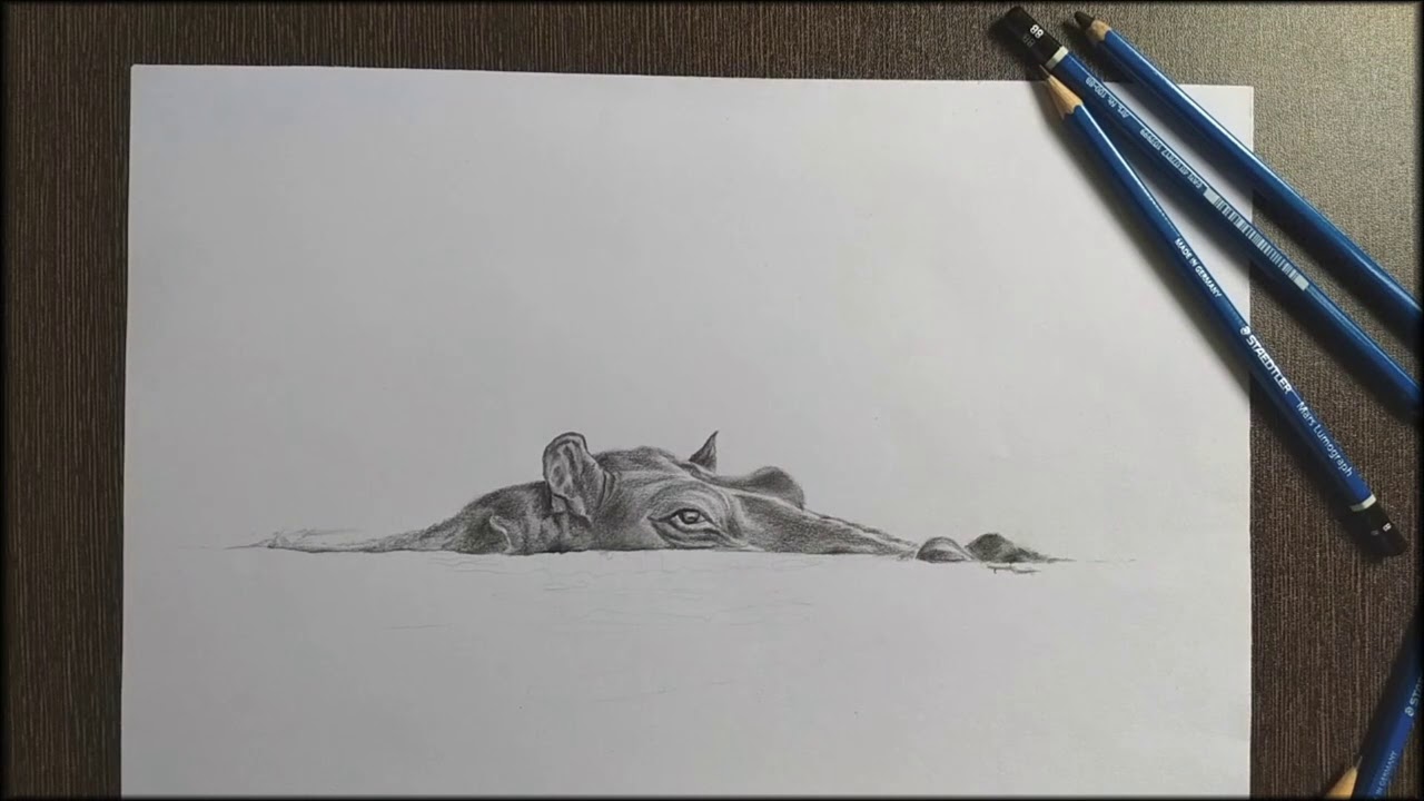 Drawing hippopotamus in water - YouTube