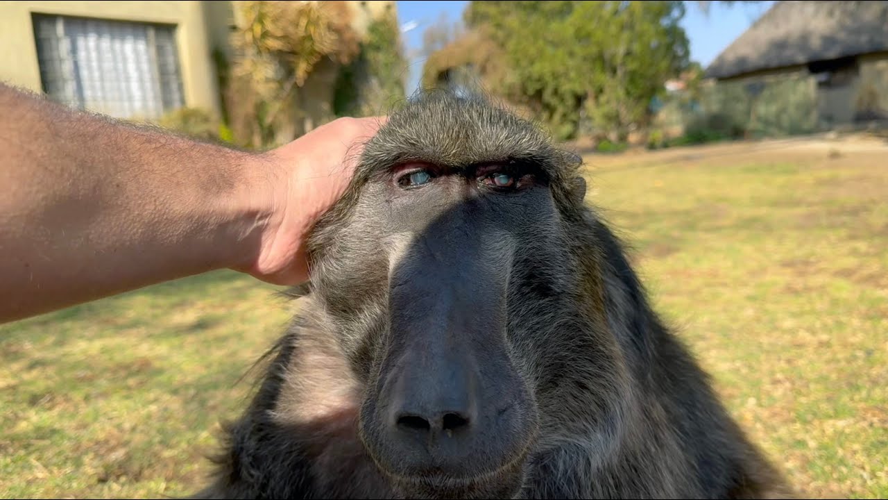 Cindy the most famous baboon in the🌍 - YouTube