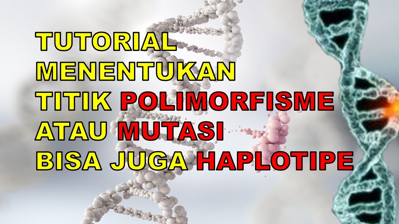 Tutorial Bagaimana Menentukan Titik Polimorfisme, mutasi, haplotipe dengan MEGA - YouTube