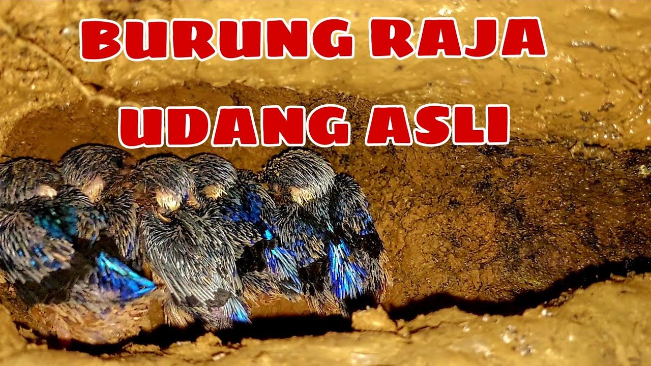 INILAH BURUNG RAJA UDANG ASLI SUMATRA INDONESIA - YouTube