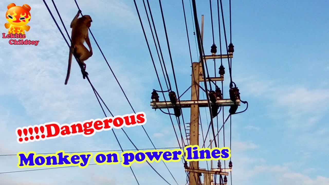 Dangerous!!! Monkey walk on power lines - YouTube