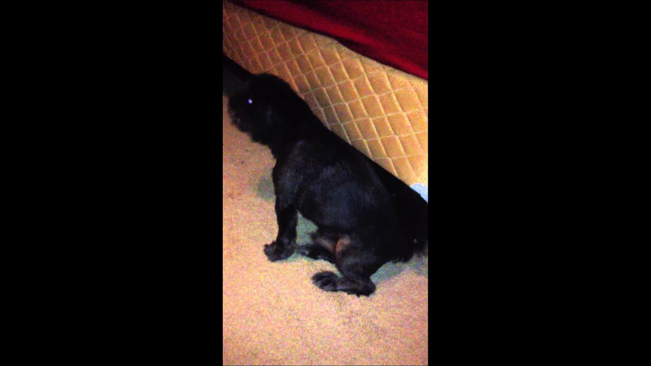 Butt Scratch Catch - YouTube