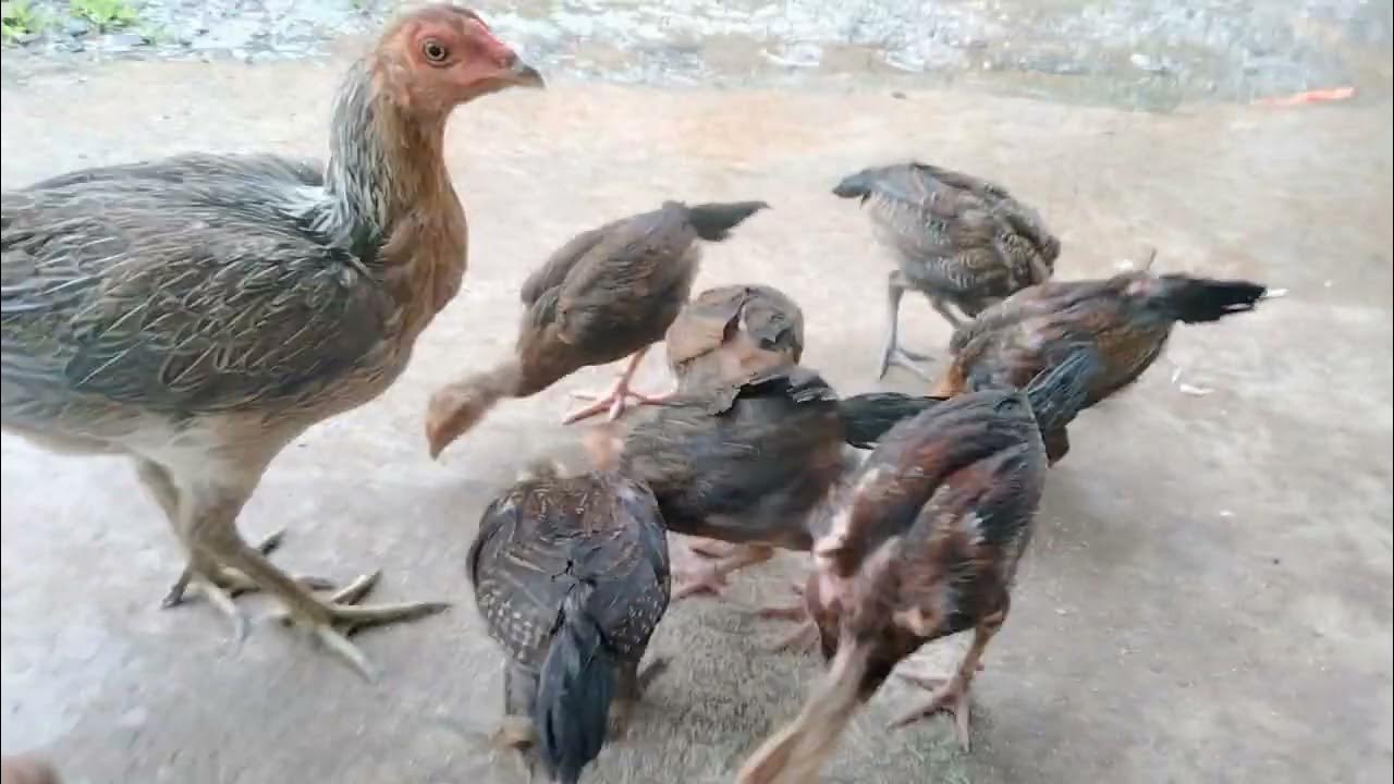 Saib nyuam qaib noob zoo2 xb - YouTube